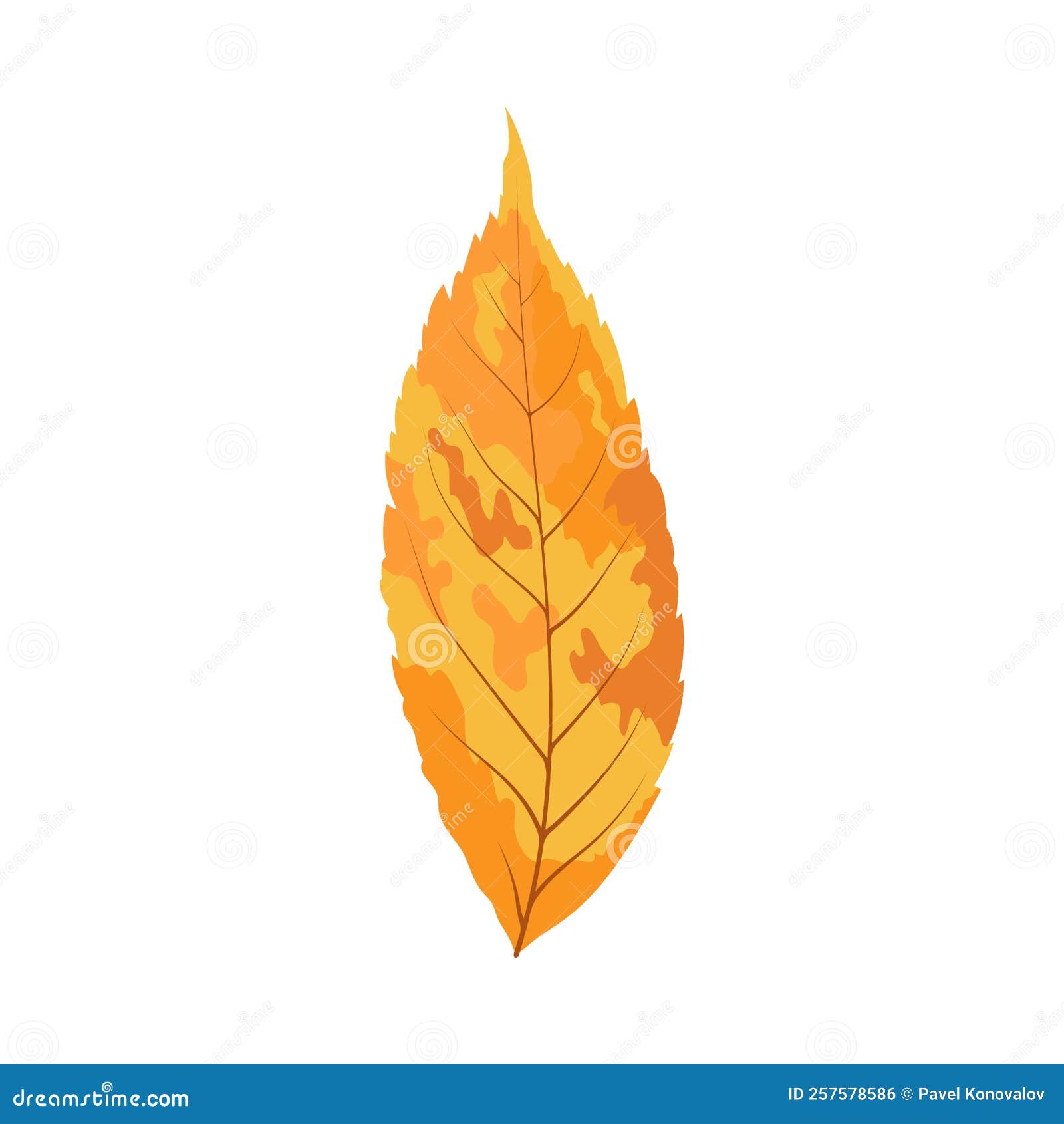 Ash-Tree Leaf stock vector. Illustration of element - 257578586