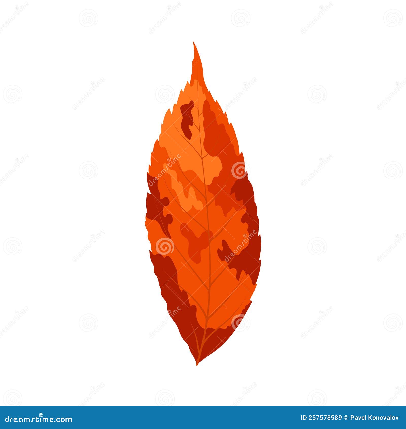 Ash-Tree Leaf stock vector. Illustration of botany, color - 257578589
