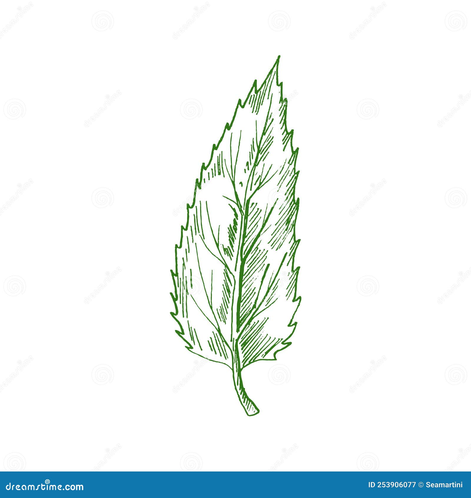 Ash Tree Leaf Isolated Sketch. Vector Elm Leafage Stock Vector ...