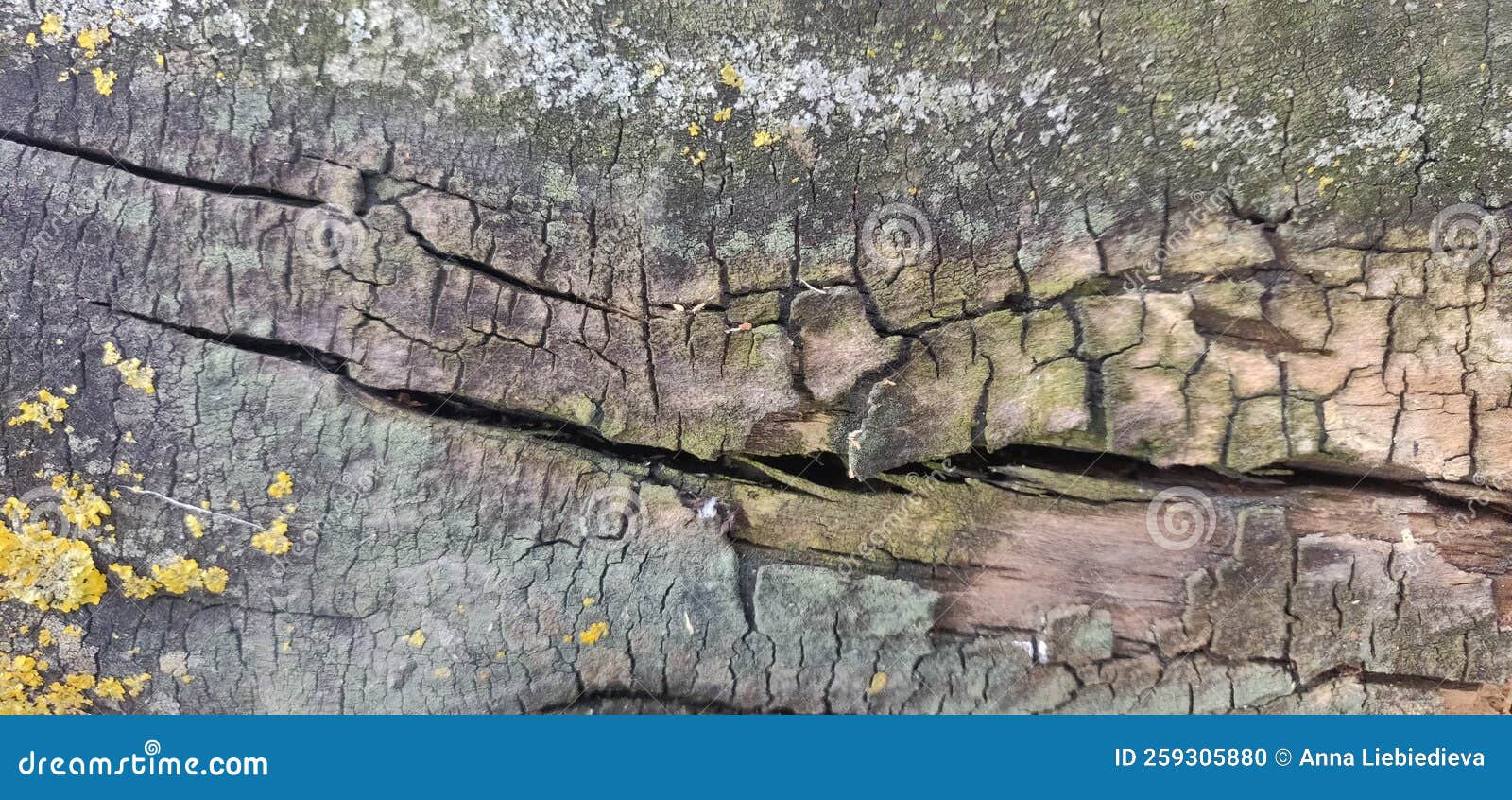 Old cracked tree bark stock photo. Image of bark, tree - 259305880