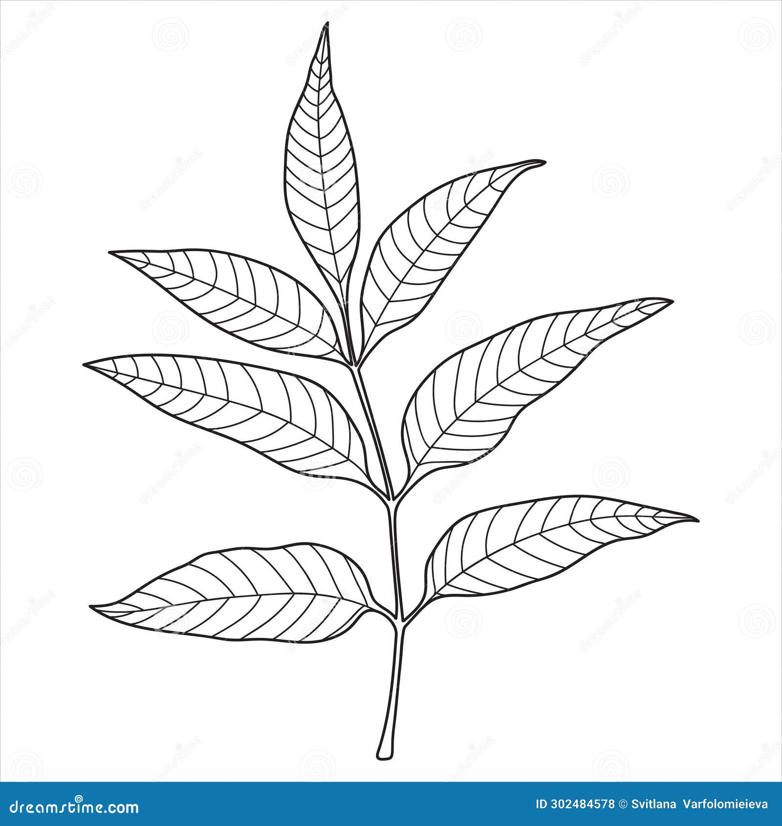 Ash Tree Leaf Outline, Vector Botanical Illustration. Stock Vector ...