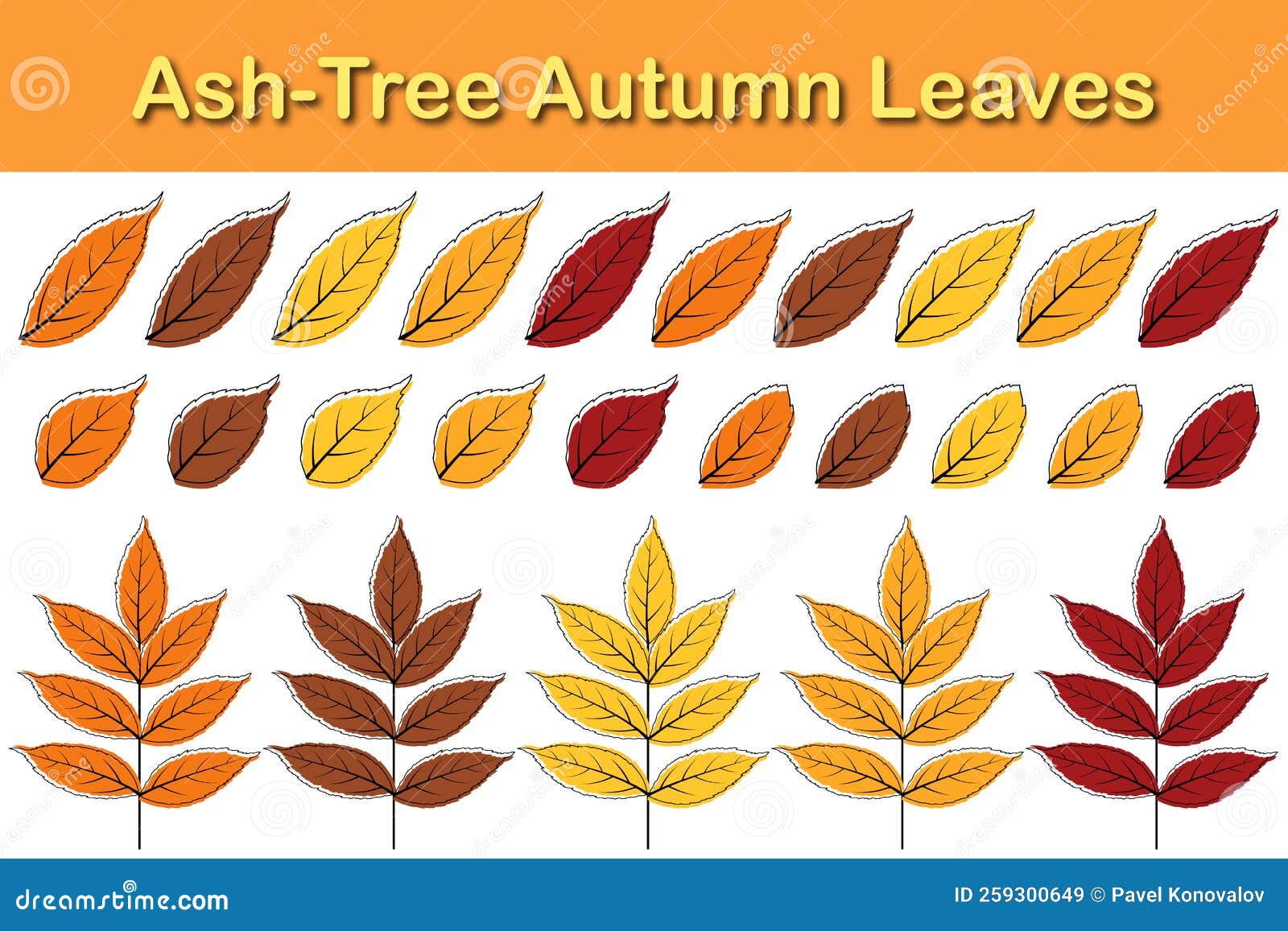 Ash-Tree Leaf Set stock vector. Illustration of catforests - 259300649