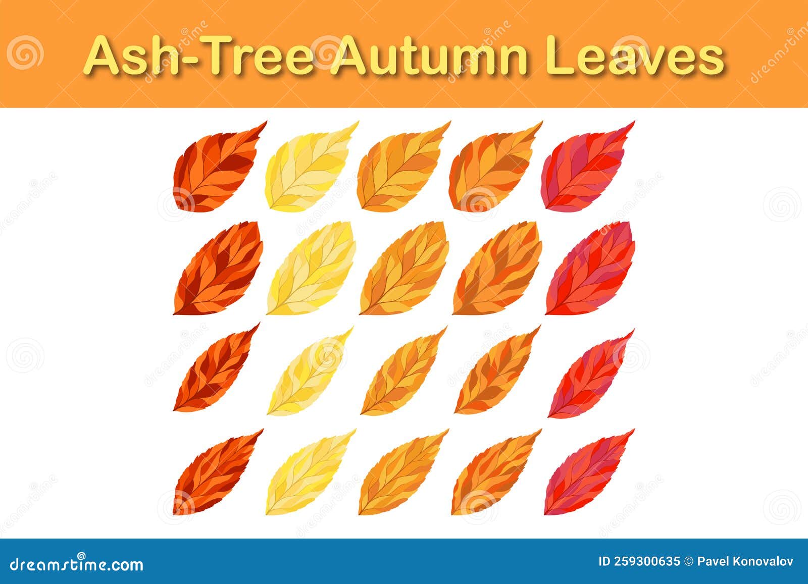 Ash-Tree Leaf Set stock vector. Illustration of macro - 259300635