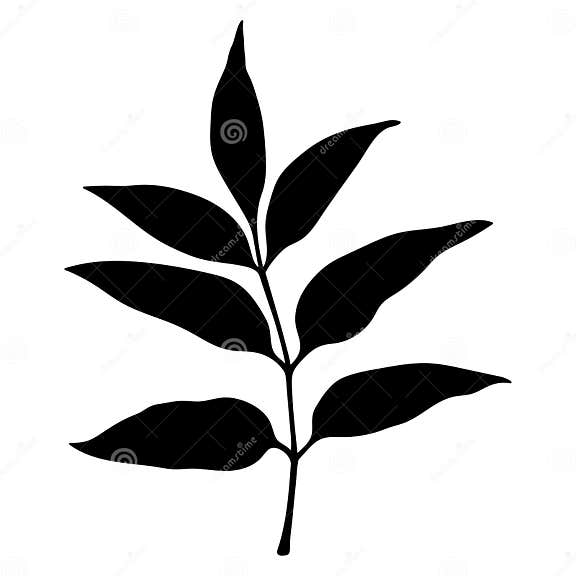 Ash Tree Leaf Silhouette, Vector Botanical Illustration Stock Vector ...
