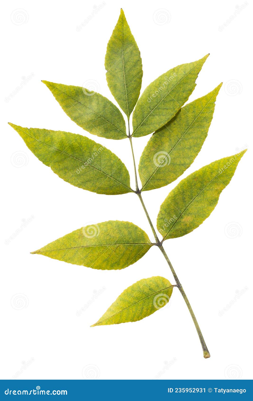 Ash tree leaves isolated stock image. Image of botany - 235952931