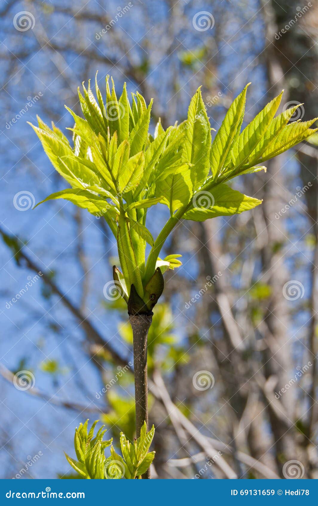 Ash tree leaves in spring stock image. Image of leaves - 69131659
