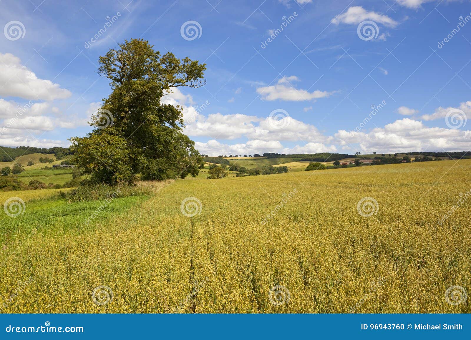 Ash tree and oat field stock photo. Image of hedgerows - 96943760