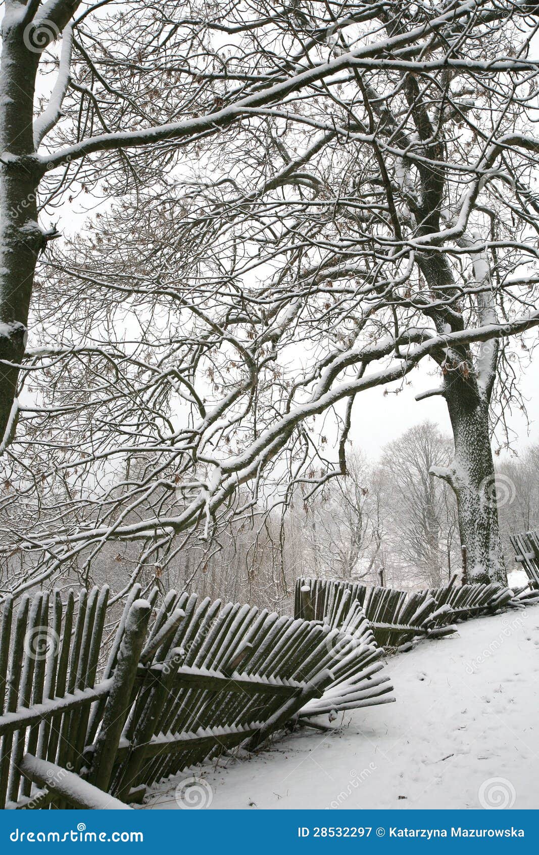 Ash Tree in Old Garden by Winter Stock Image - Image of line, frost ...
