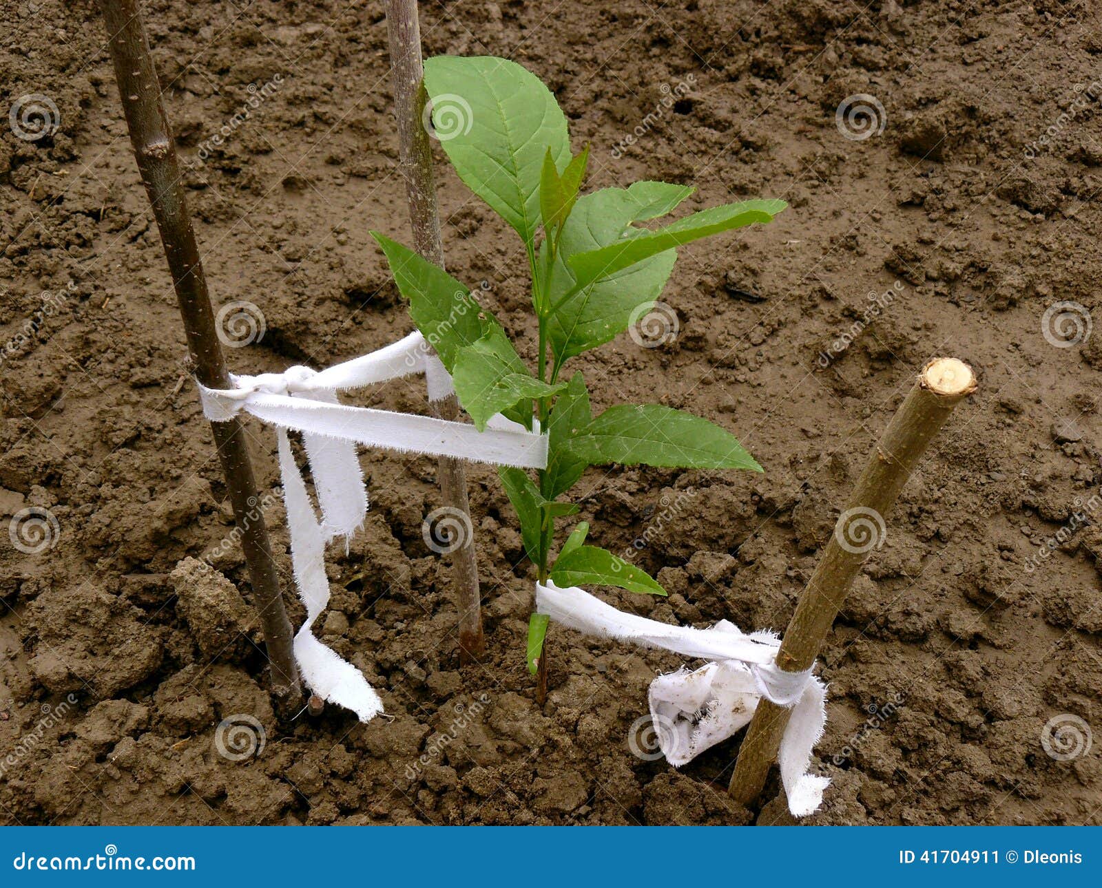 Ash-tree sapling stock image. Image of ecology, soil - 41704911
