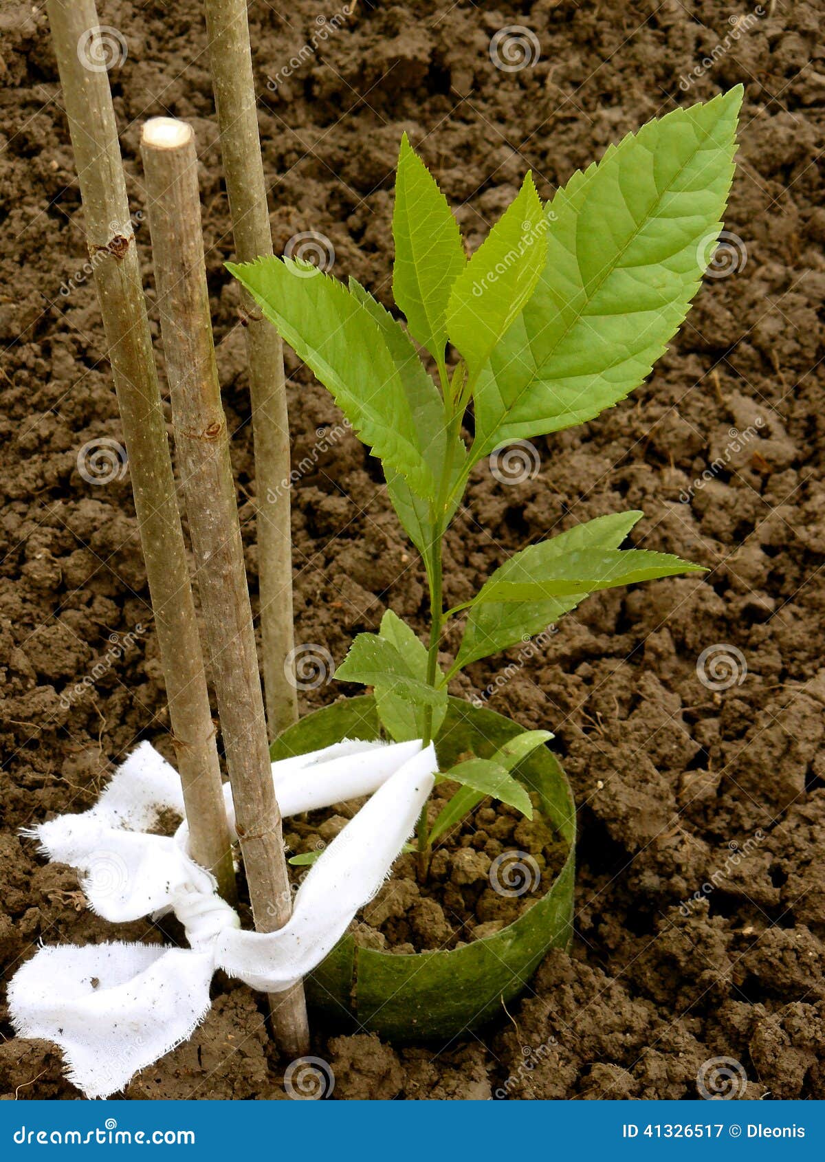 Ash-tree sapling stock image. Image of roots, months - 41326517