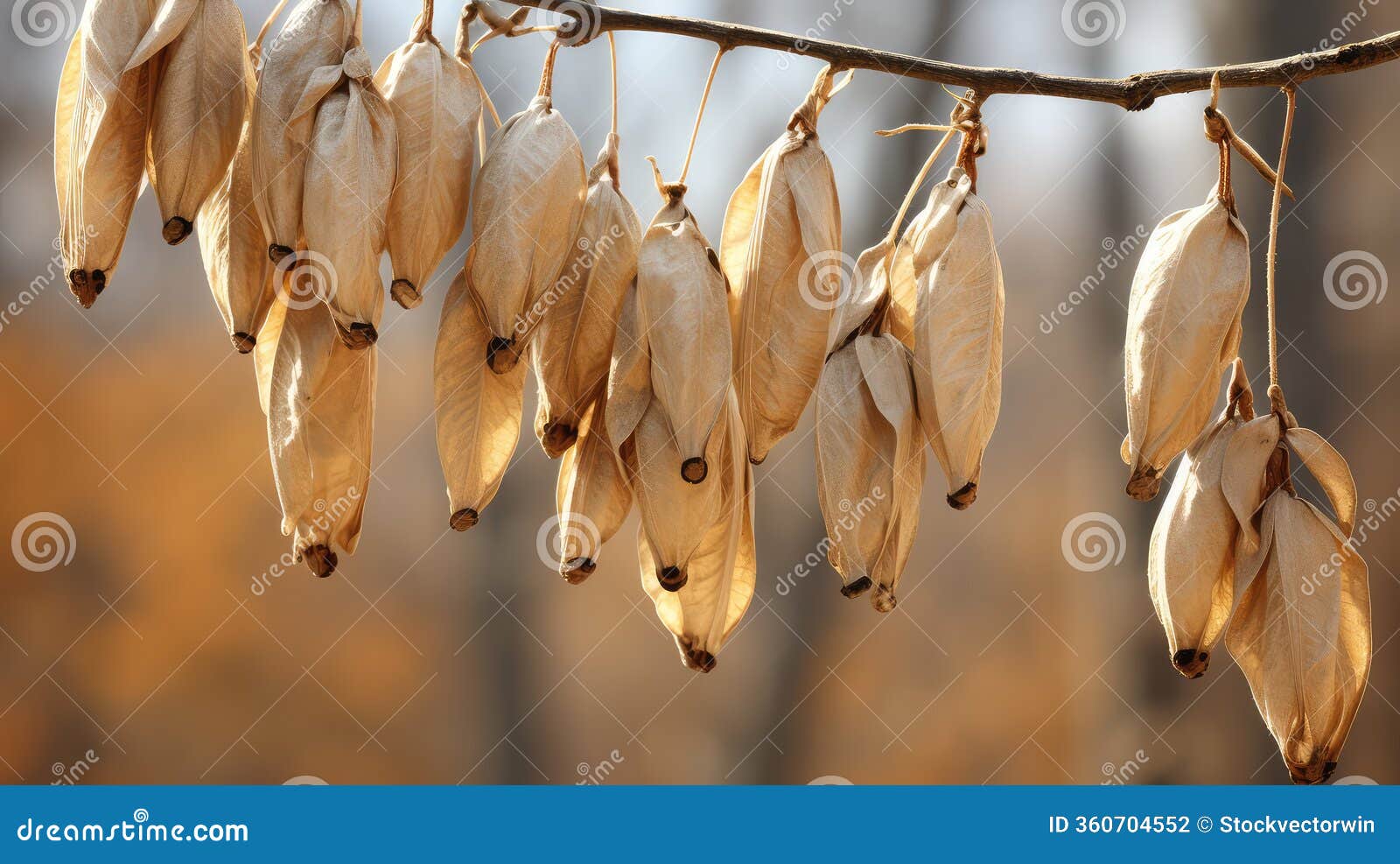 Ash tree seeds stock illustration. Illustration of generated - 360704552