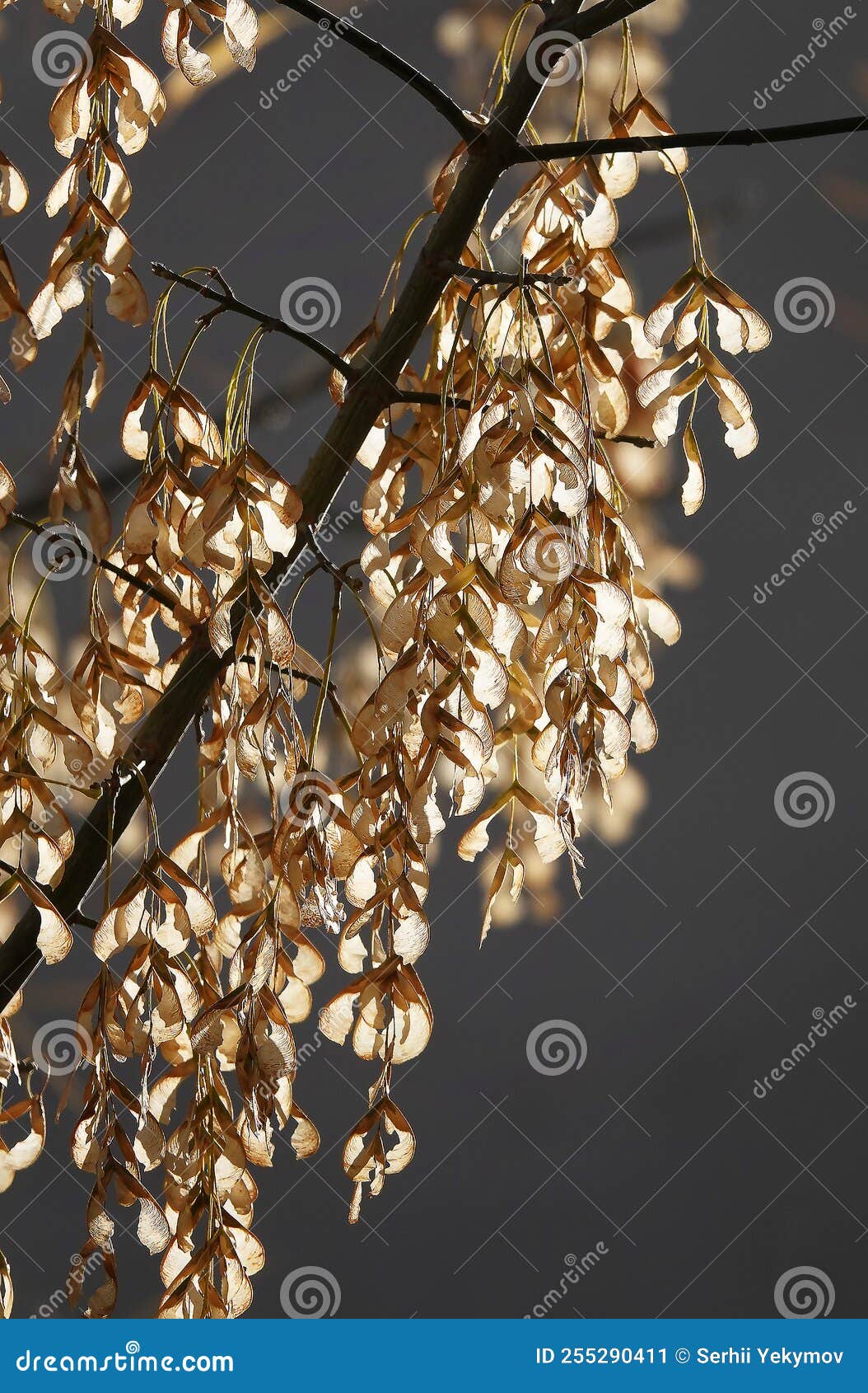 Ash tree with seeds stock image. Image of stem, hanging - 255290411