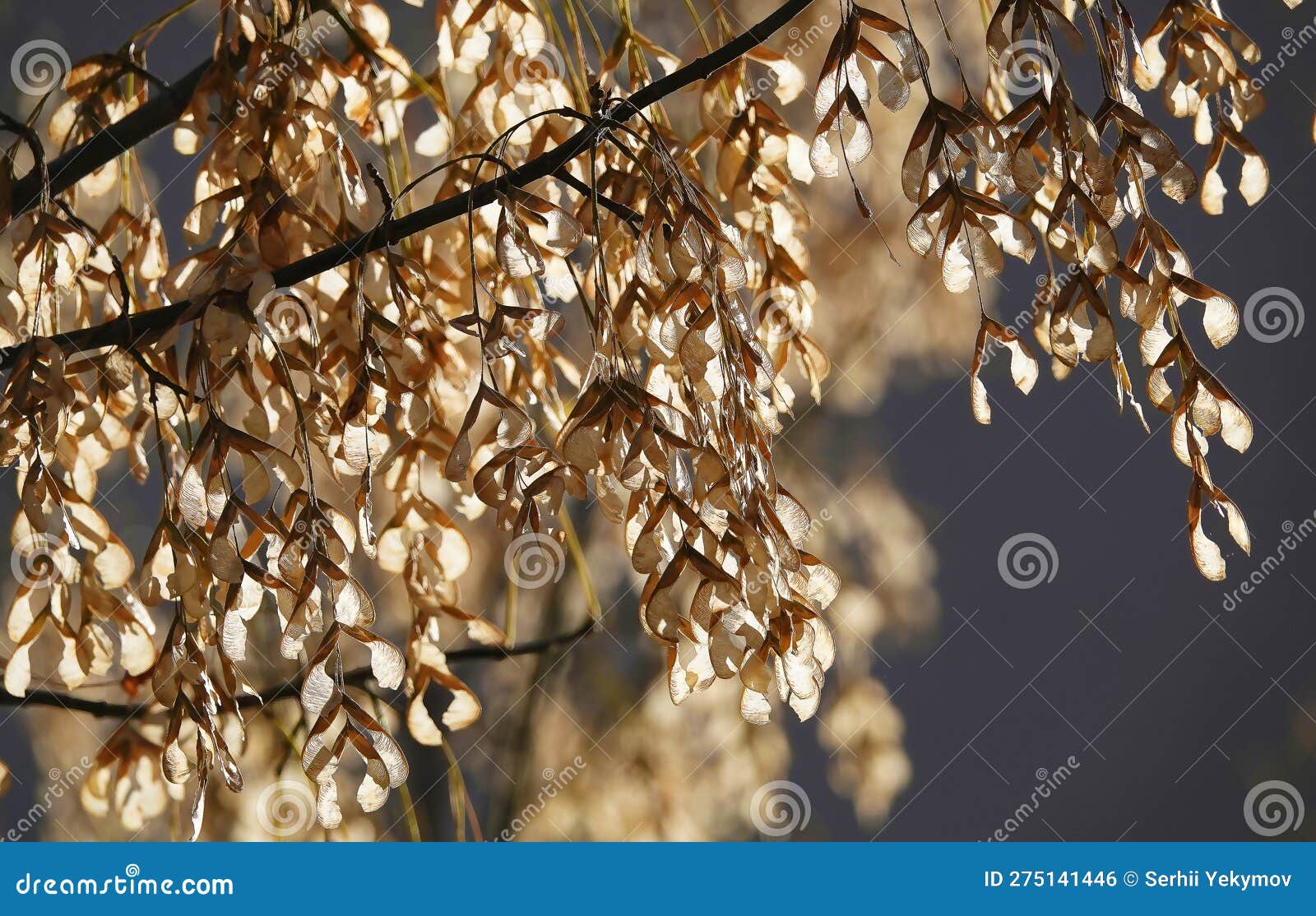 Ash tree with seeds stock photo. Image of ukraine, city - 275141446