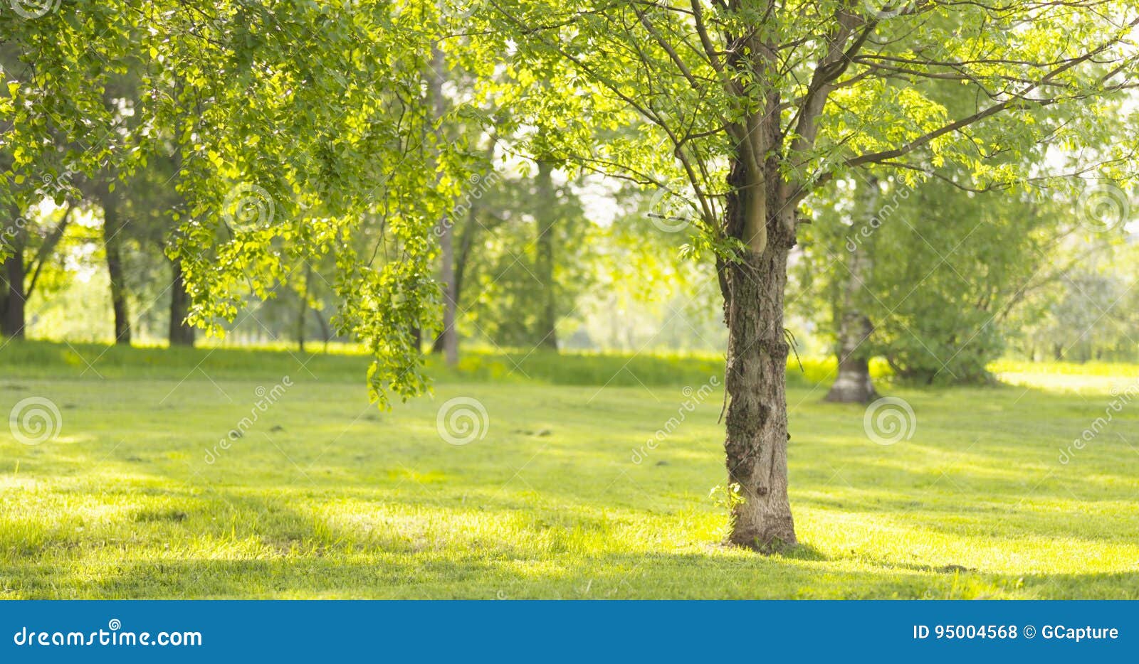 Ash Tree in Sunny Summer Day in Park Stock Photo - Image of linden ...