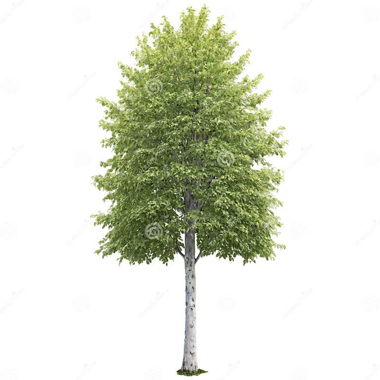 Ash Tree Tall Tree with Smooth Gray Bark and Compound Leaves that ...