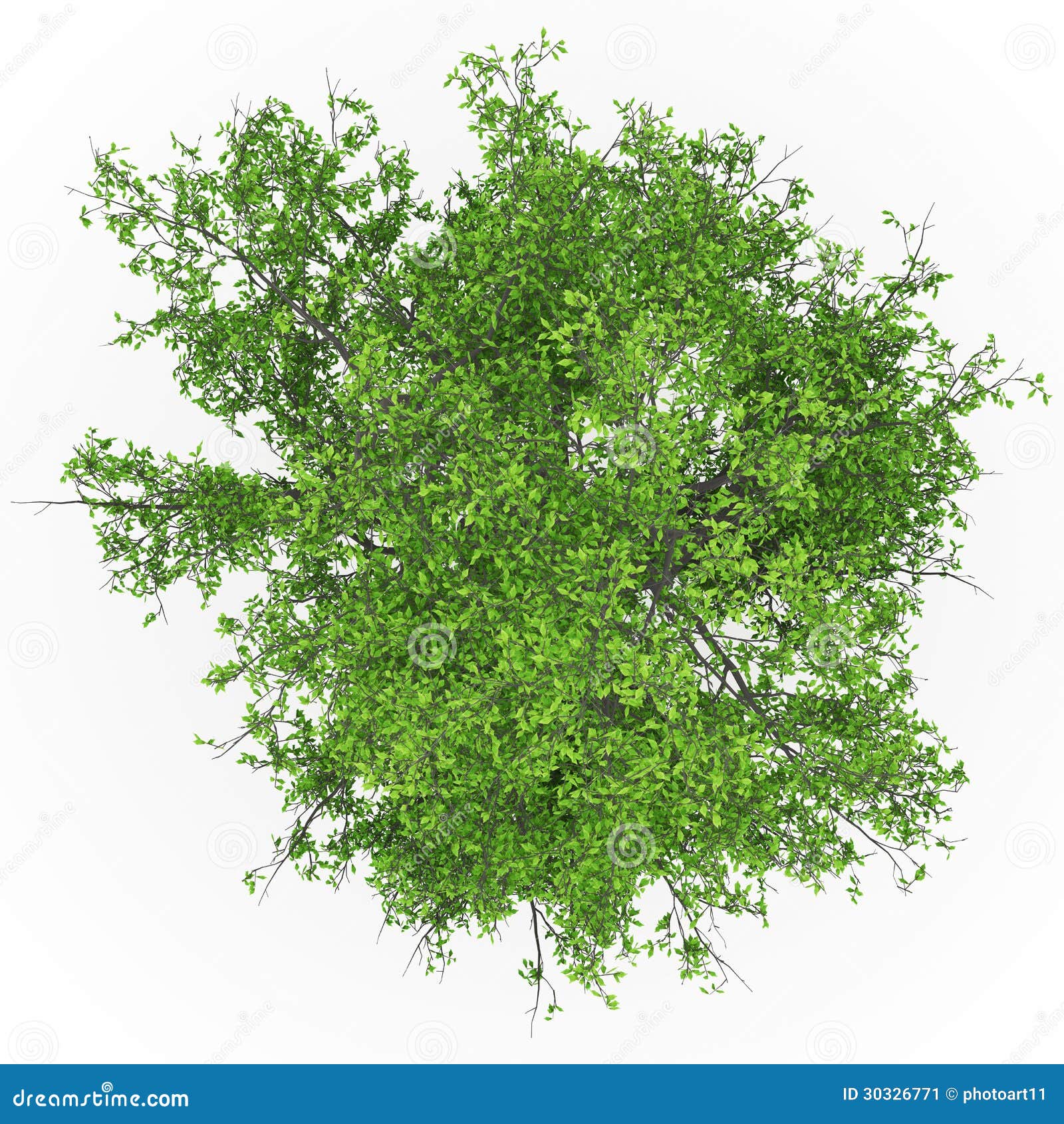 Ash tree top stock illustration. Illustration of texture - 30326771
