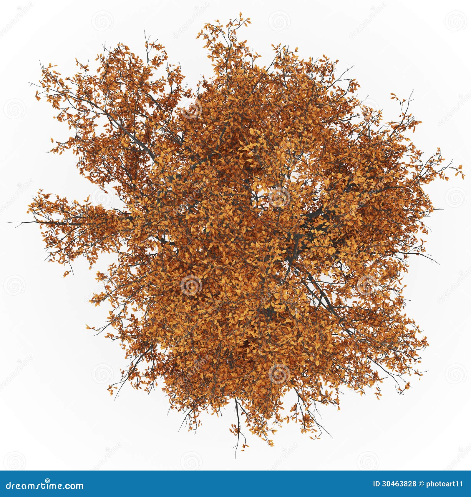 Ash tree top autumn stock illustration. Illustration of texture - 30463828