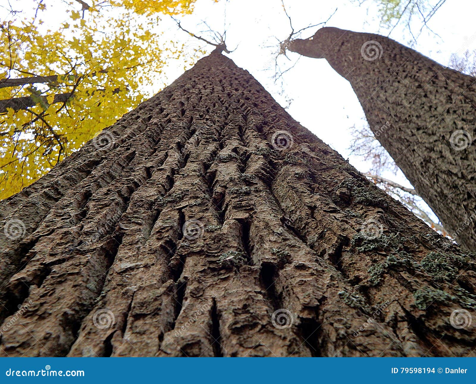 Ash tree, tree bark stock photo. Image of leaves, branches - 79598194