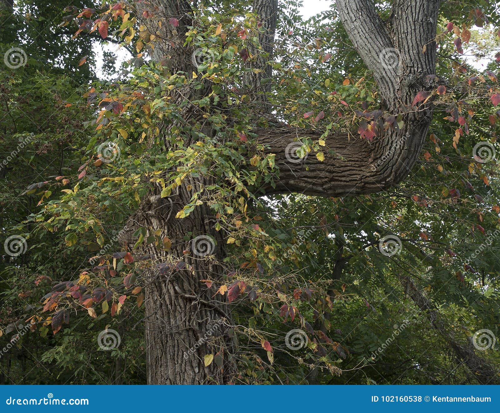 Ash Tree Trunk with Severe Bend Stock Photo - Image of color, nature ...
