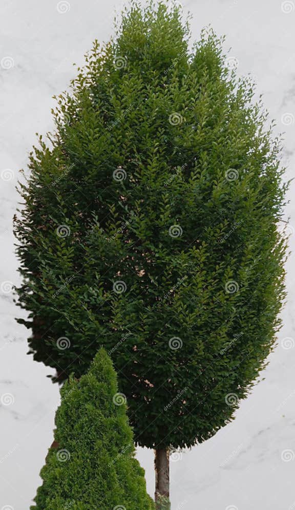 Ash tree stock photo. Image of branch, evergreen, plant - 253685188