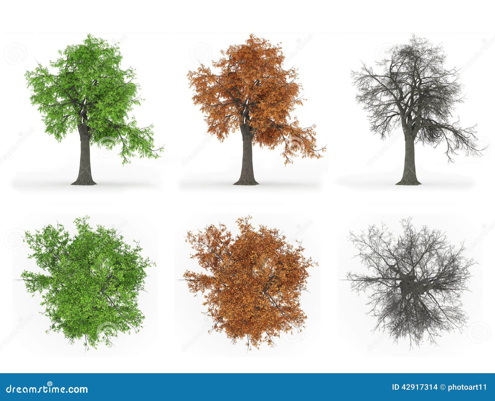 Ash tree year cycle series stock photo. Image of leafless - 42917314