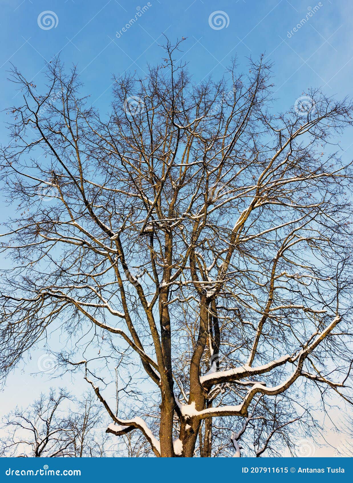 Ash trees in winter stock image. Image of blue, winter - 207911615