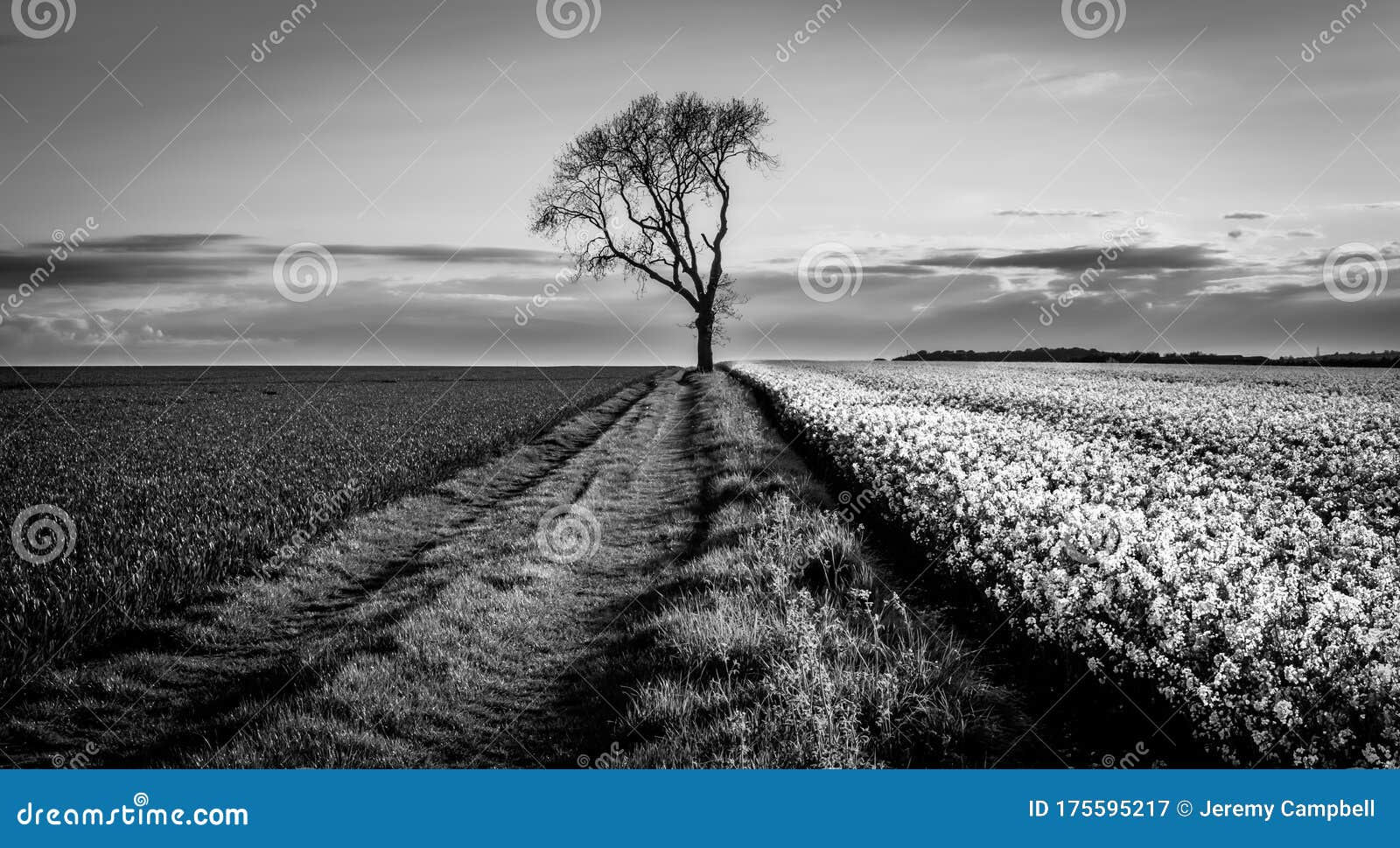 Ash between Two Fields stock image. Image of panoramic - 175595217