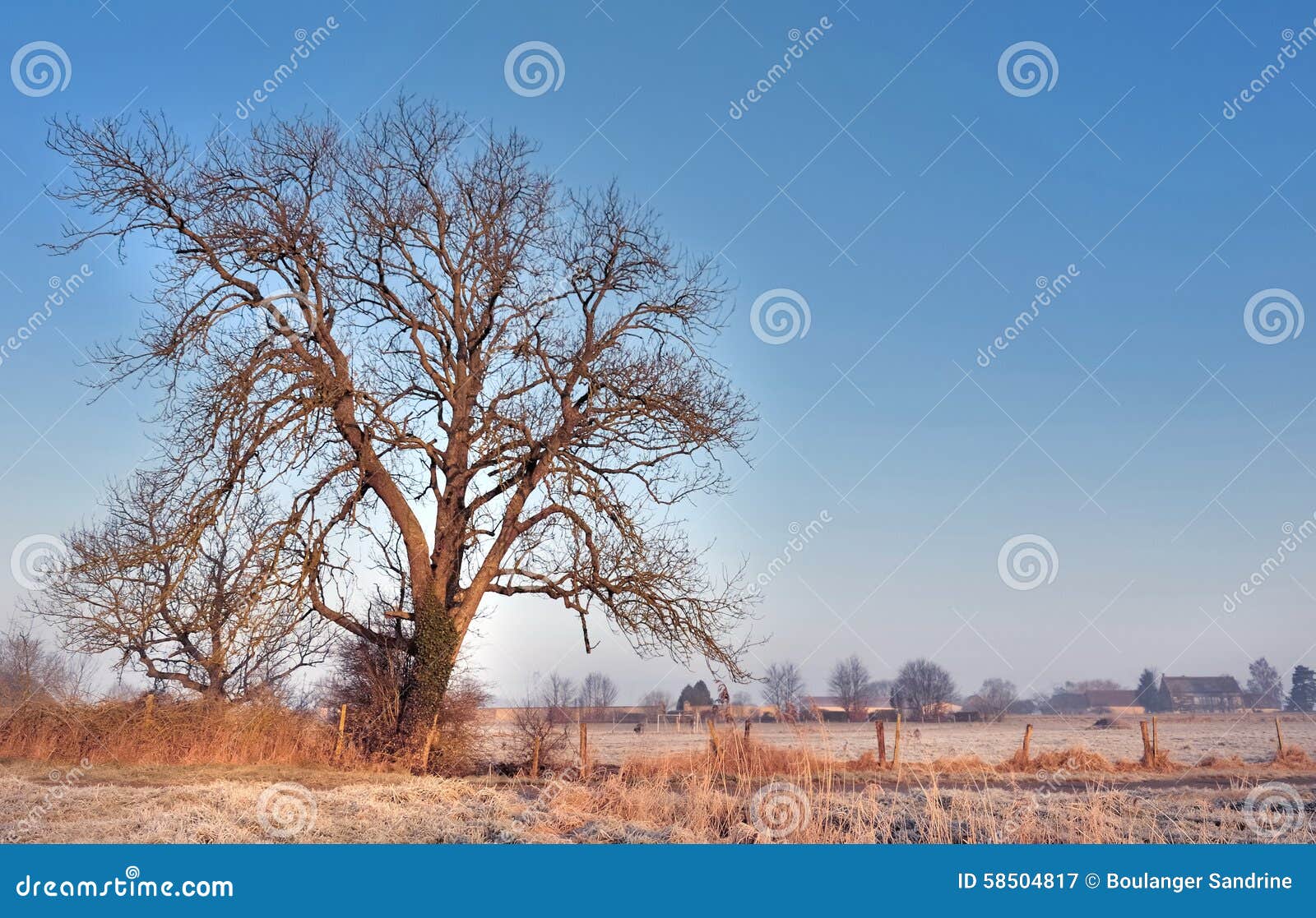 Ash in winter stock image. Image of frost, countryside - 58504817