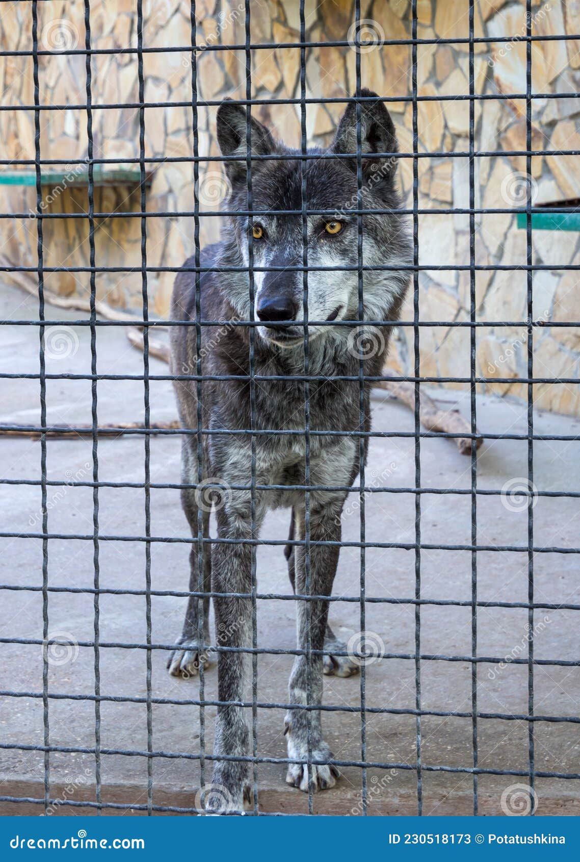 The Ash Wolf Stands Behind the Enclosure Net Stock Image - Image of ...