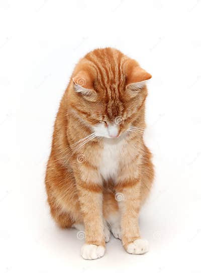 Ashamed cat stock photo. Image of hungry, brown, animal - 21762106