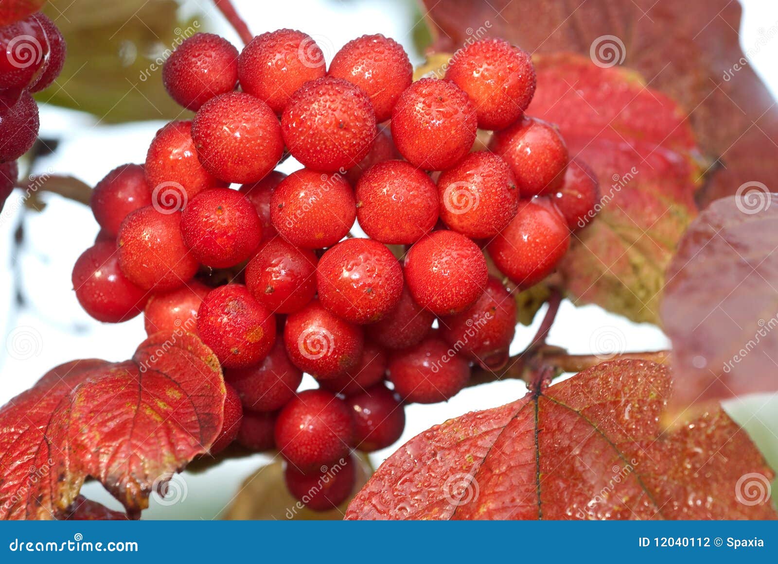 Ashberry stock photo. Image of food, garden, fruit, leaf - 12040112