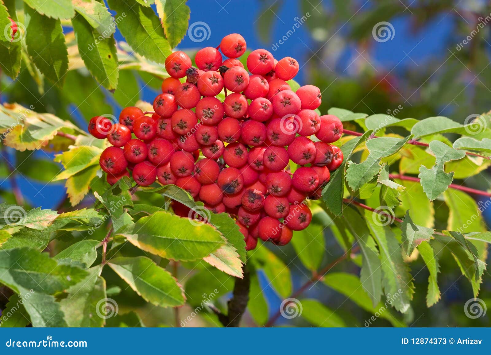 Ashberry stock image. Image of green, flora, leaves, bunch - 12874373