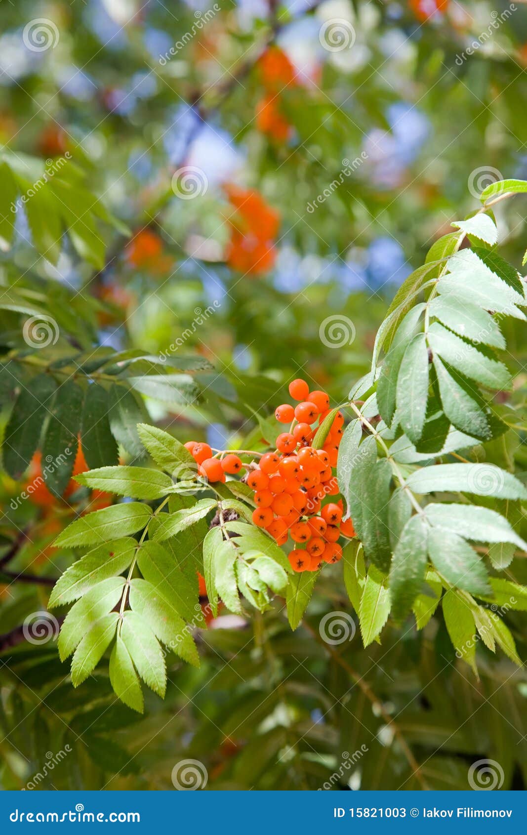 Ashberry stock image. Image of ashberry, berry, botany - 15821003