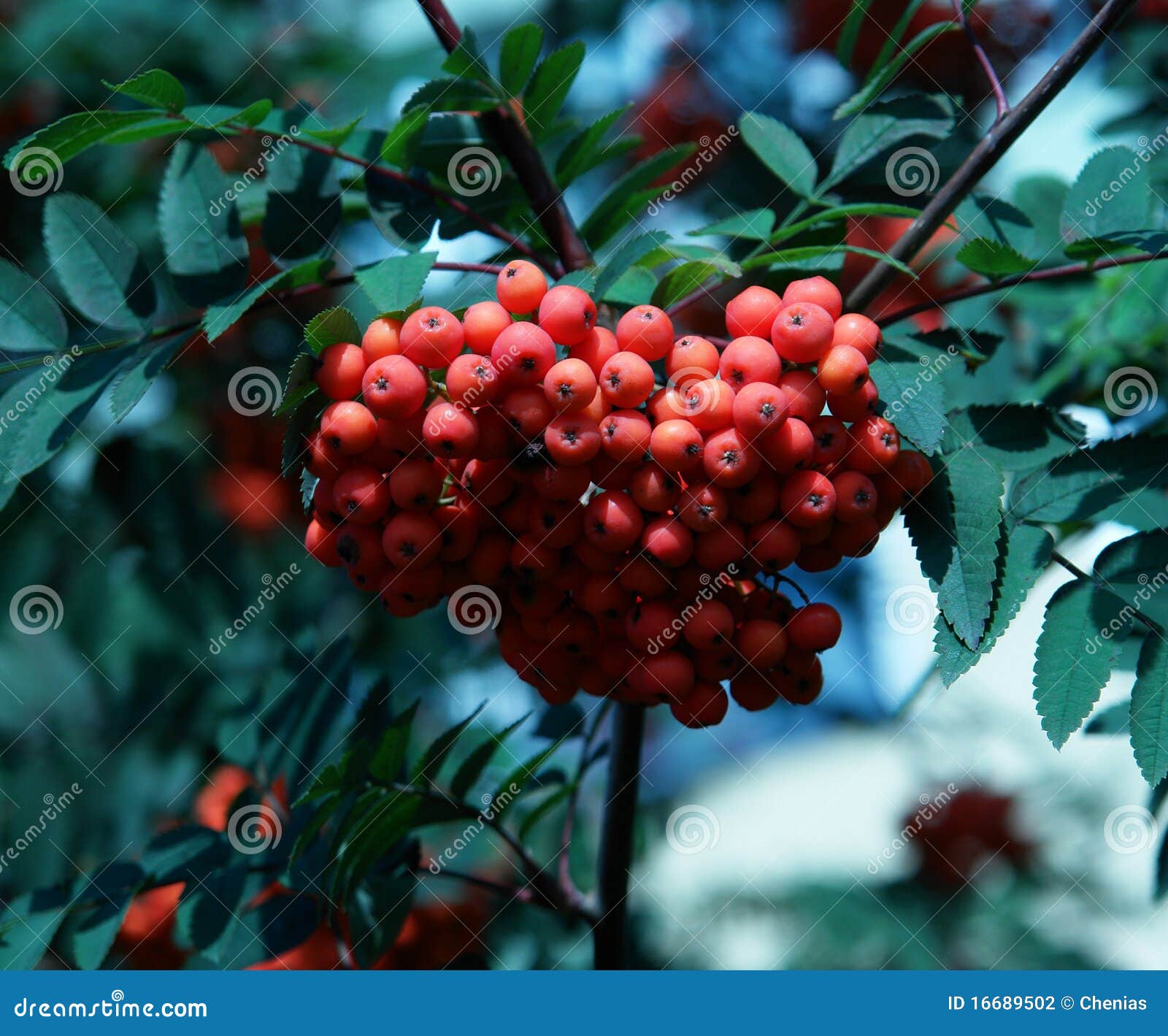 The Ashberry stock photo. Image of green, ashberry, berry - 16689502