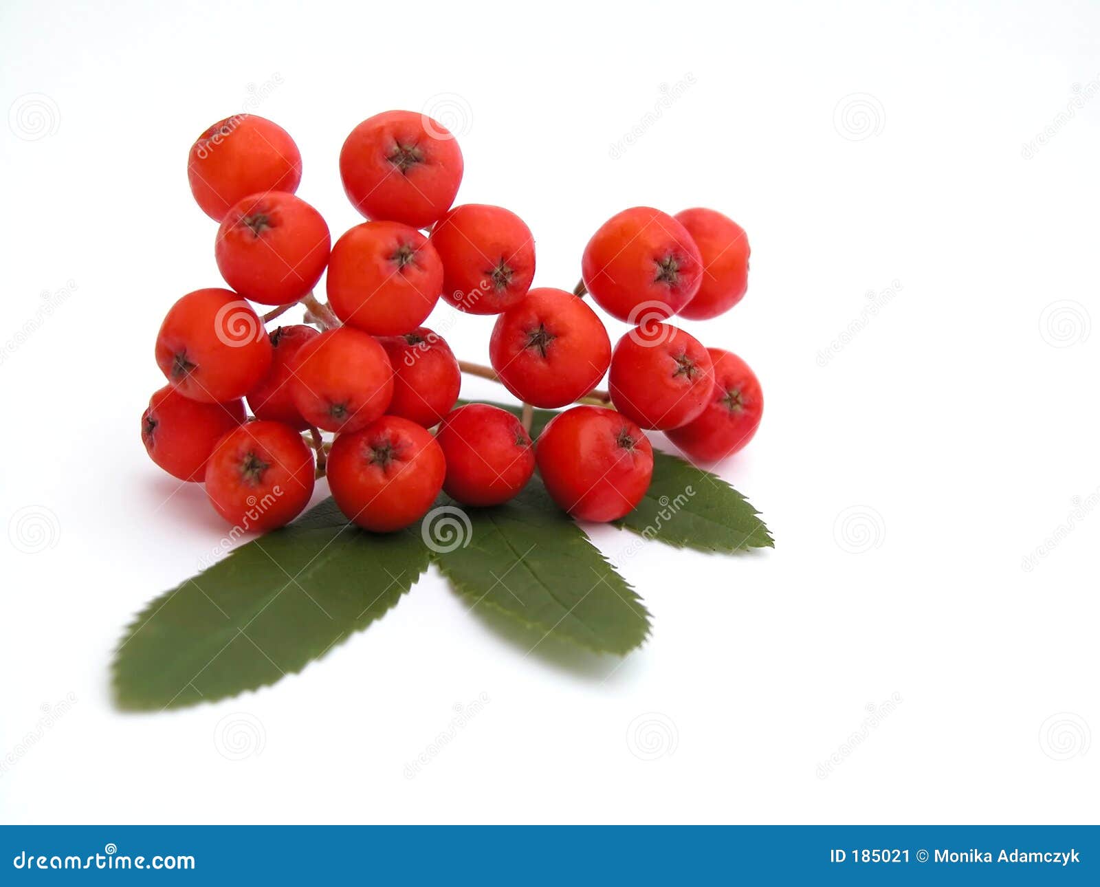 Ashberry stock image. Image of fall, fruits, isolated, mountain - 185021