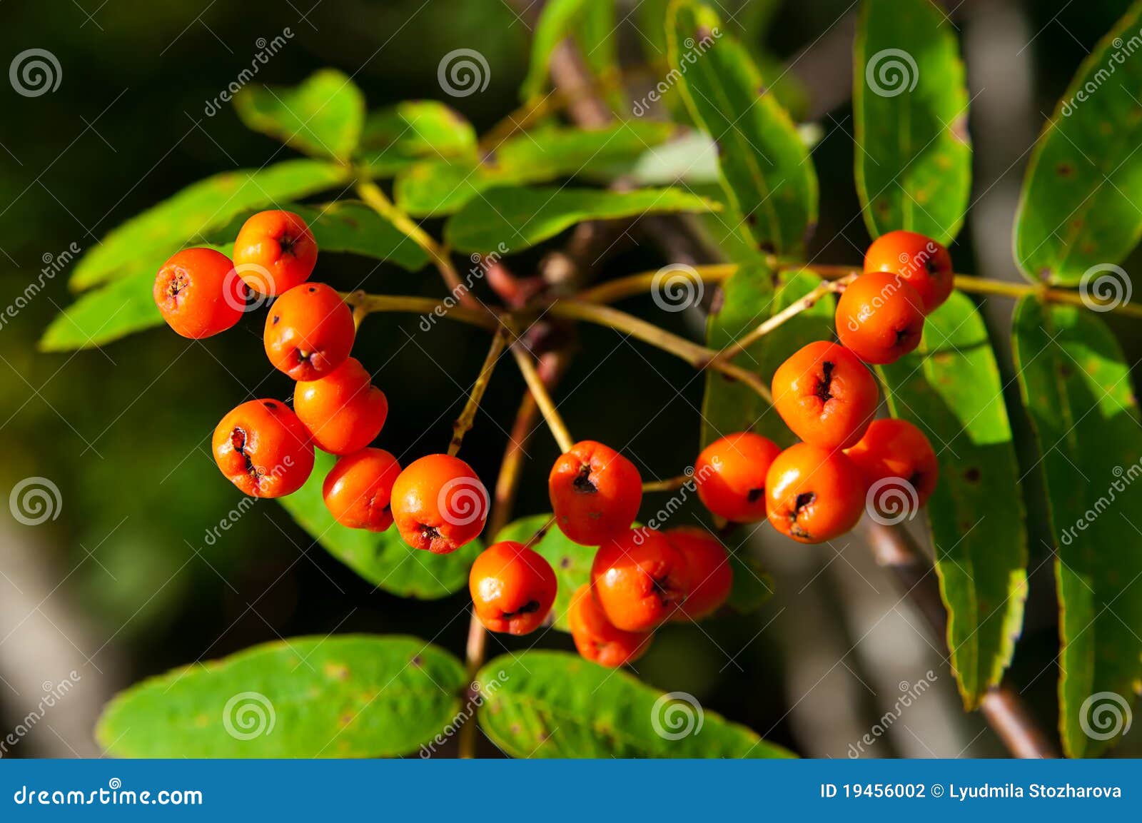Ashberry stock photo. Image of green, branch, color, closeup - 19456002