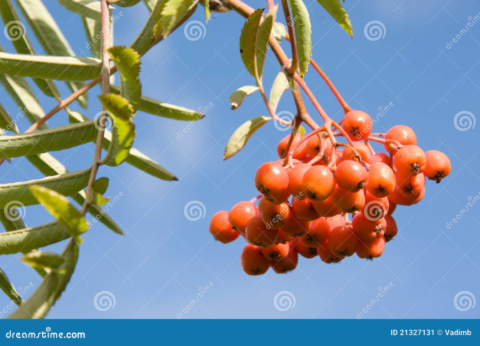 Ashberry stock image. Image of plant, agriculture, farm - 21327131