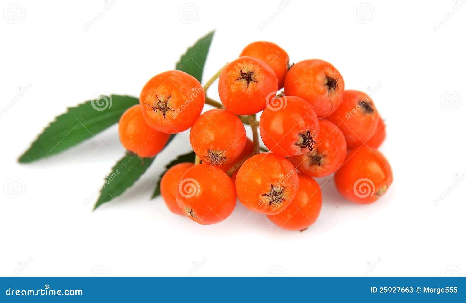 Ashberry. stock image. Image of outdoor, cold, leaf, rowan - 25927663