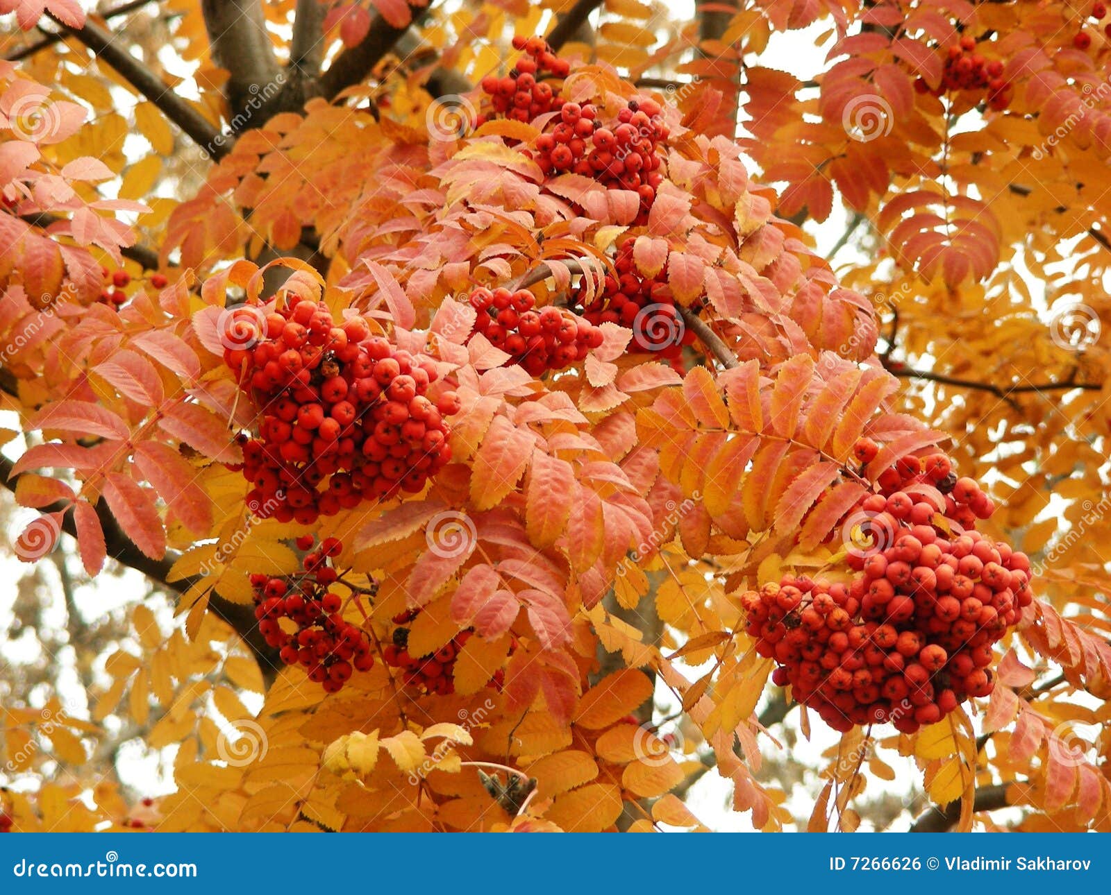 Ashberry stock photo. Image of autumn, bunch, ashberry - 7266626