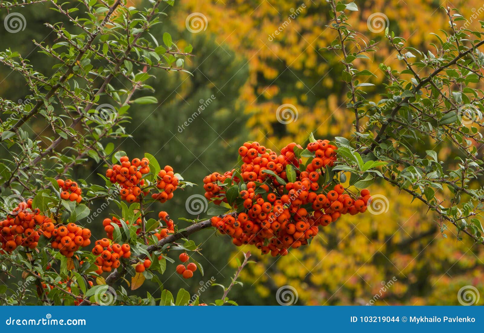 Ashberry in Autumn Colors of Autumn Stock Photo - Image of berry ...