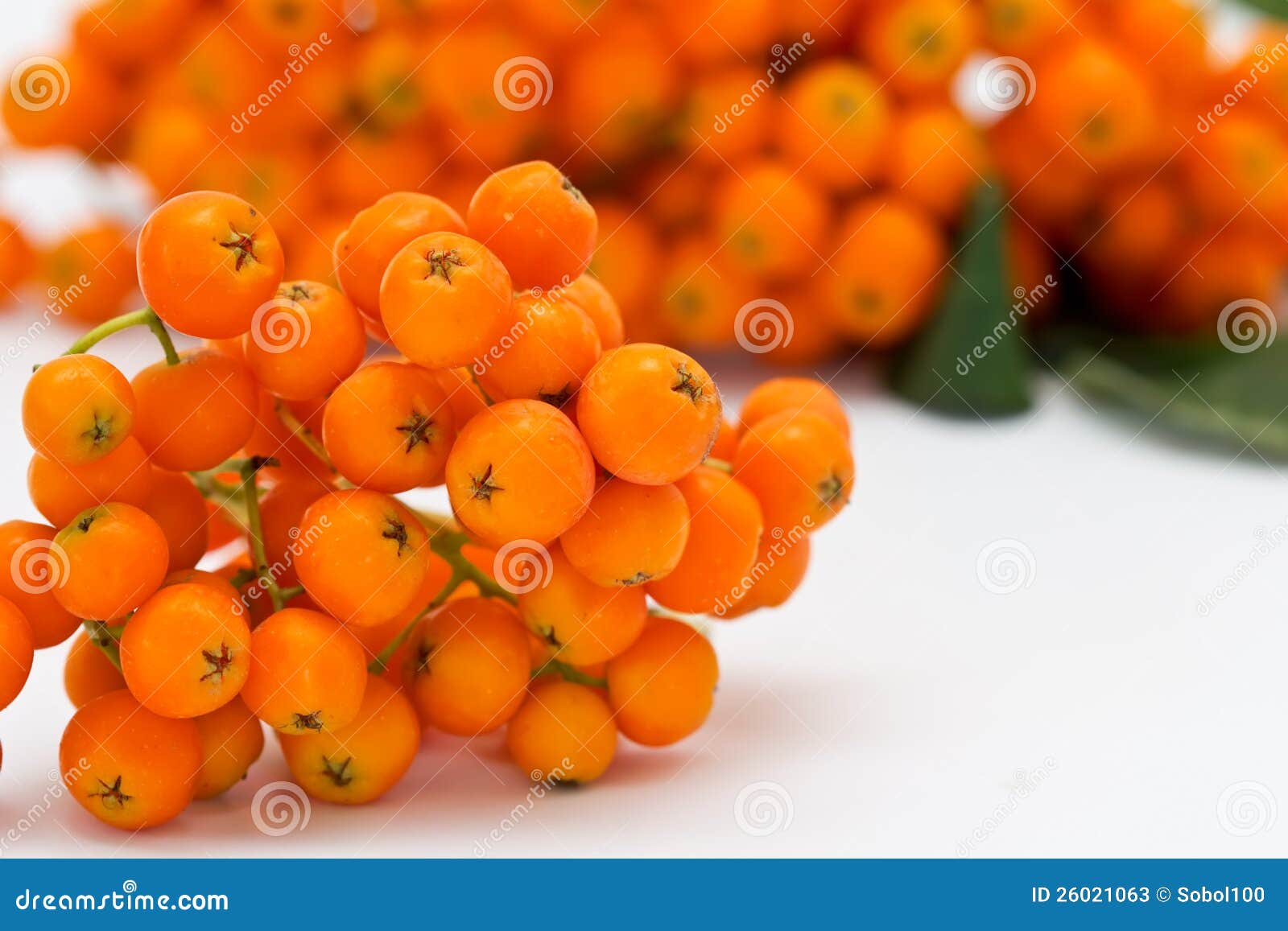 Ashberry Cluster with Bright Orange Berry Stock Image - Image of seed ...