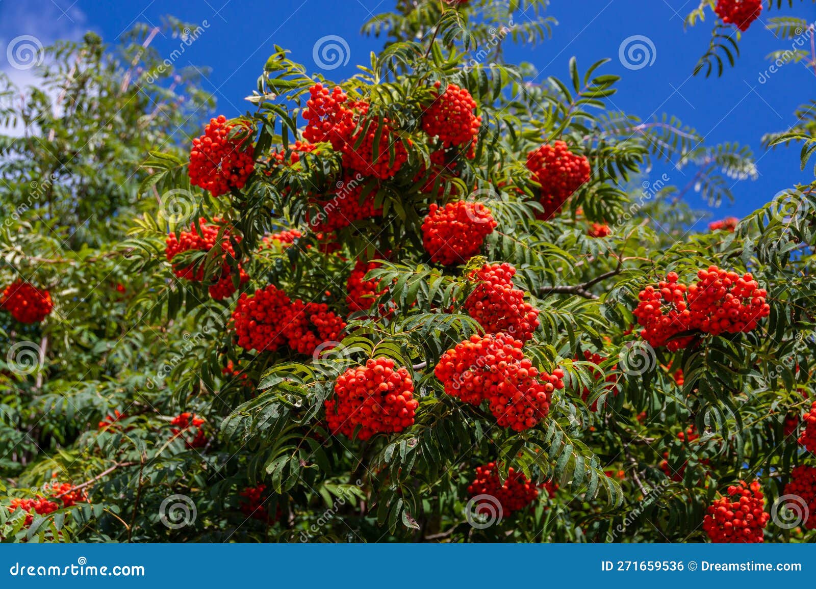 Ashberry. Ripe Bright Orange Clusters of Mountain Ash on the Branches ...