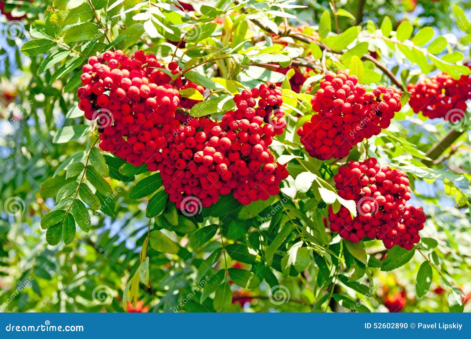Ashberry tree stock photo. Image of autumn, natural, green - 52602890