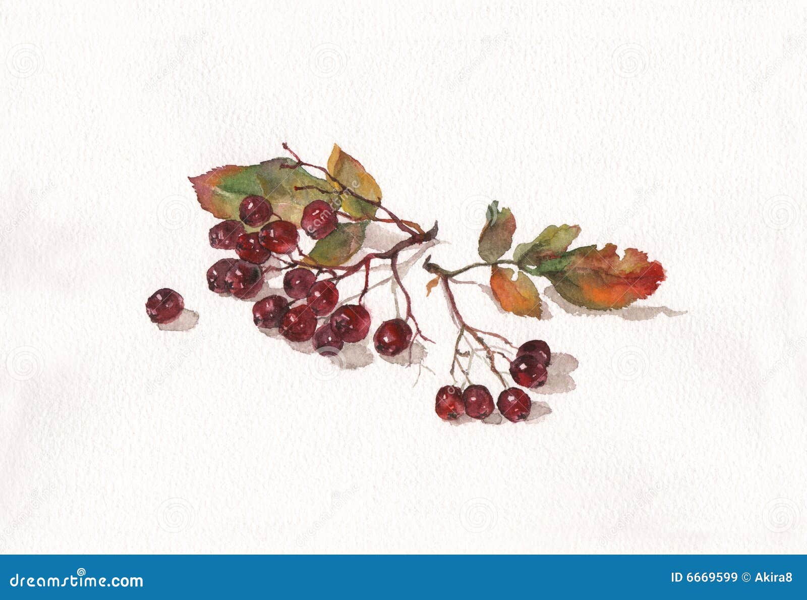 Ashberry Watercolor Painting Stock Illustration - Illustration of green ...