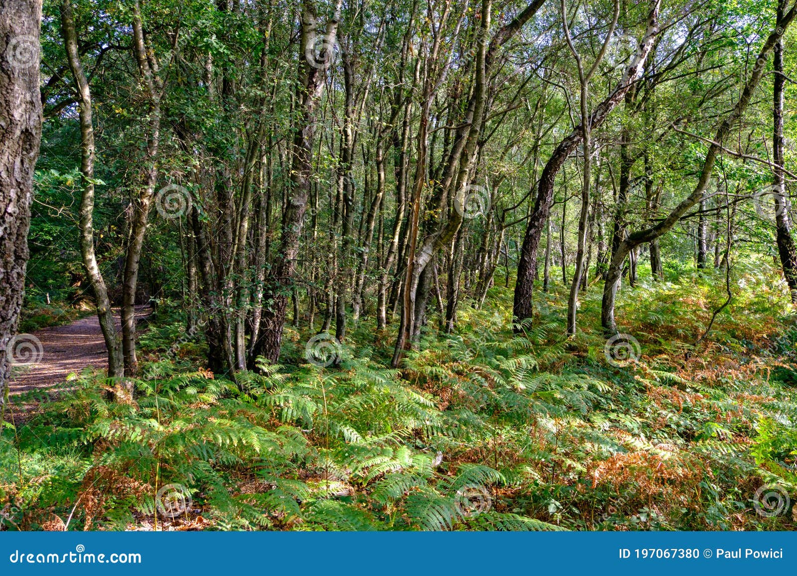 Ashdown Forest, Sussex, UK stock photo. Image of countryside - 197067380