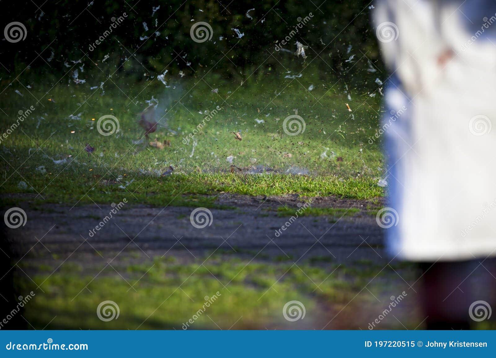 Ashes blowing in the wind stock image. Image of fall - 197220515