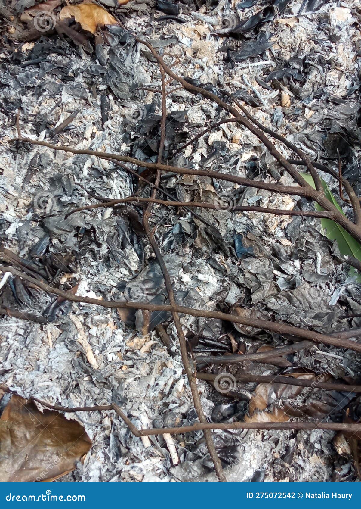 Remains of burning ash stock photo. Image of oxide, charcoal - 275072542