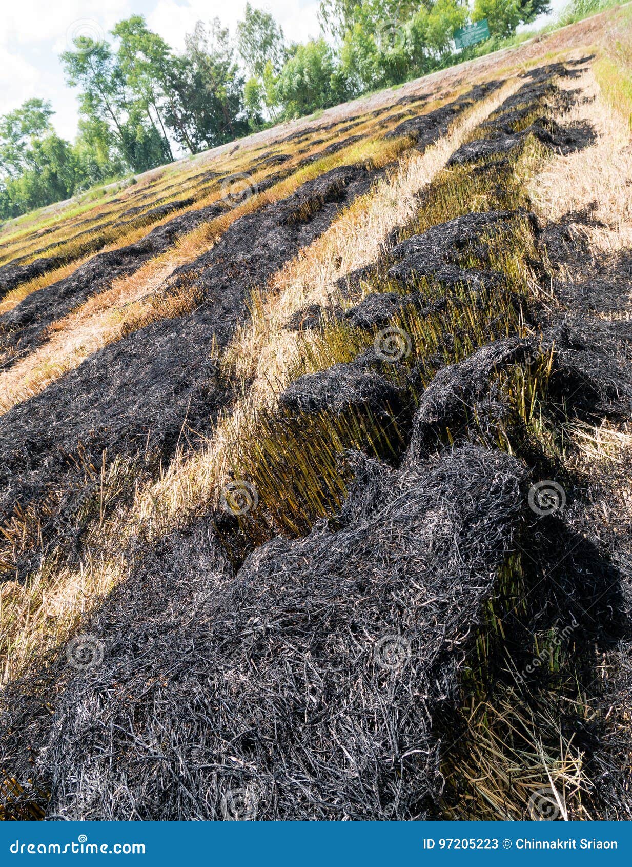 Ashes from the Burning of Rice Straw in the Fields. Stock Image - Image ...