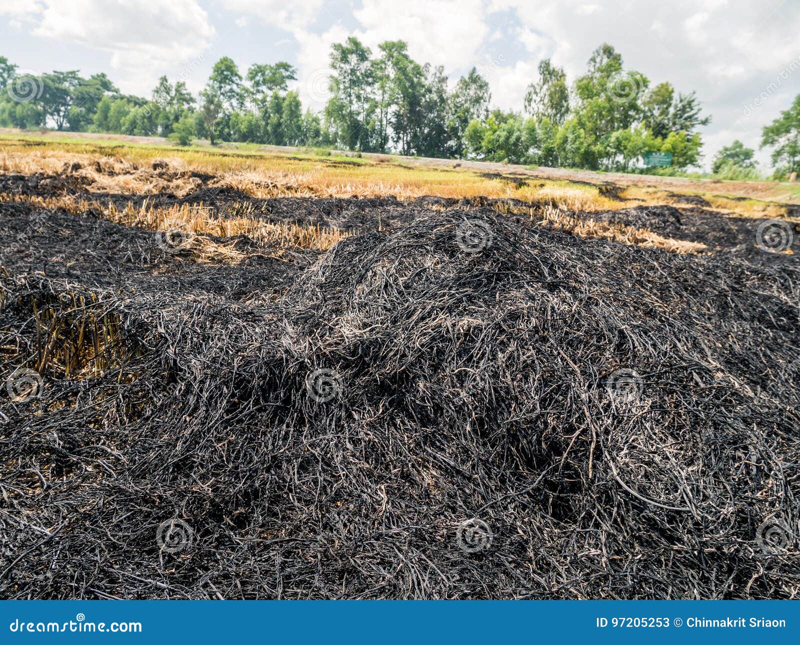 Ashes from the Burning of Rice Straw in the Fields. Stock Image - Image ...