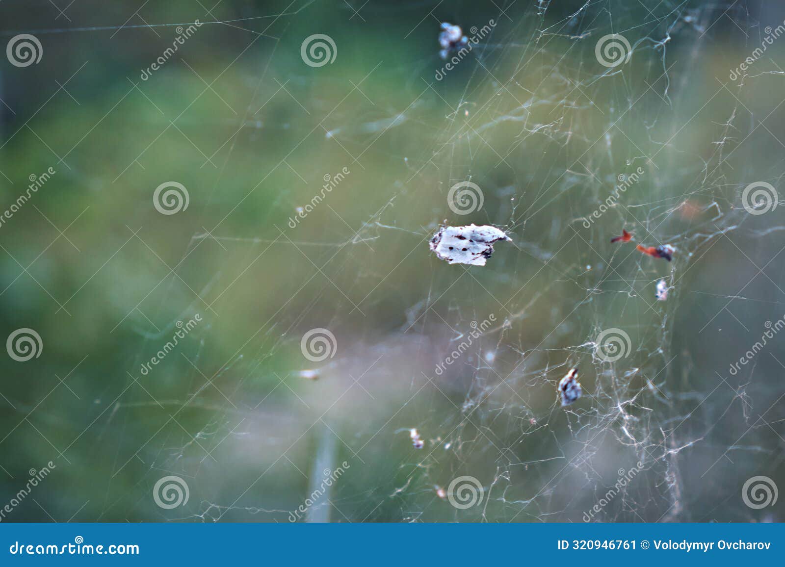 Ashes from a Cigarette in a Cobweb Outside the Window. Selective Focus ...